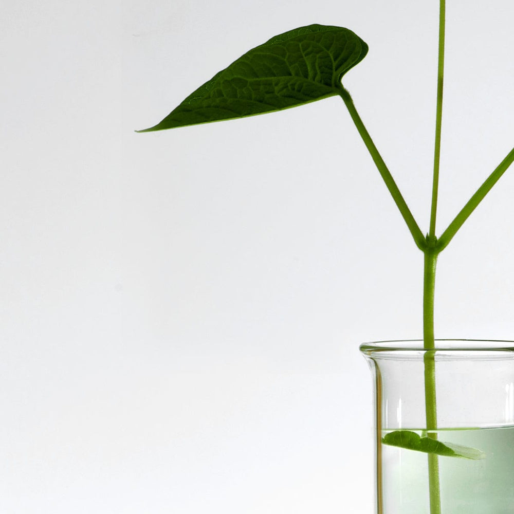 Heartleaf 80% Moitsture Soothing Ampoule for Sensitive Skin